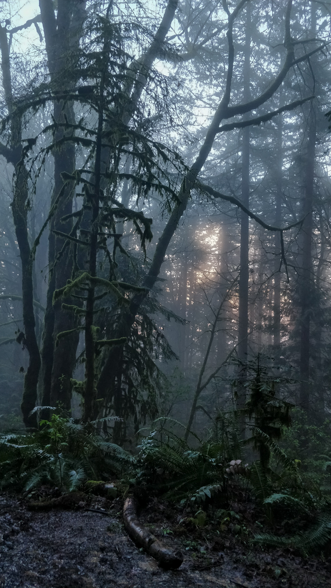 Oregon Fog – Phonetography – Ward Hale